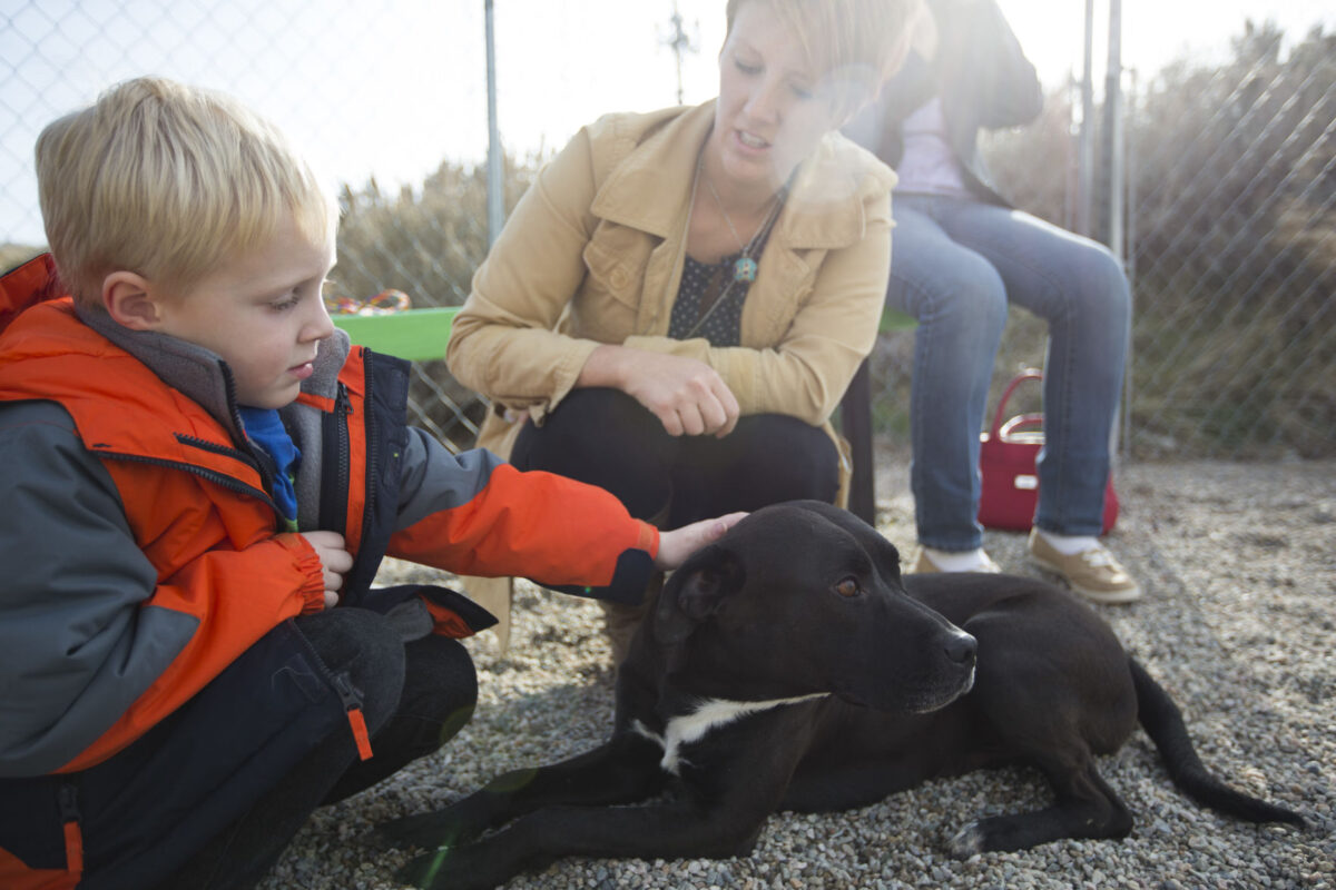 Davis animal shelter adopting out more animals this year | News, Sports ...